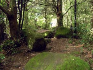 Wairere Falls Walk is a free walk near Matamata by Freewalk.nz