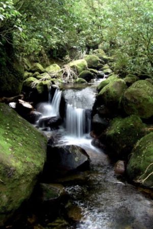 Wairere Falls Walk is a free walk near Matamata by Freewalk.nz
