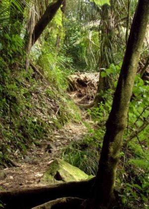 Wairere Falls Walk is a free walk near Matamata by Freewalk.nz