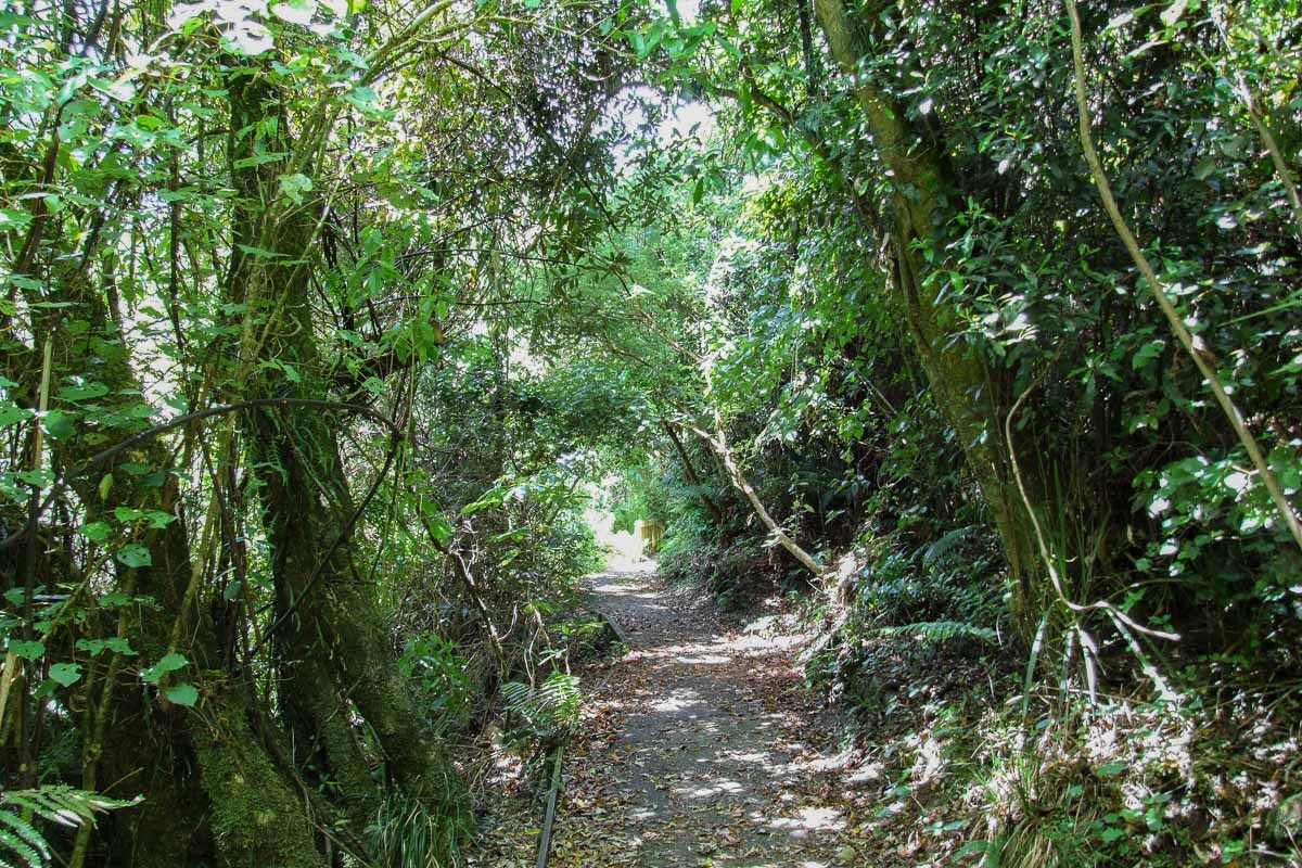 White Pine Bush Reserve Walkway is a free walk in Napier | Best walk ...