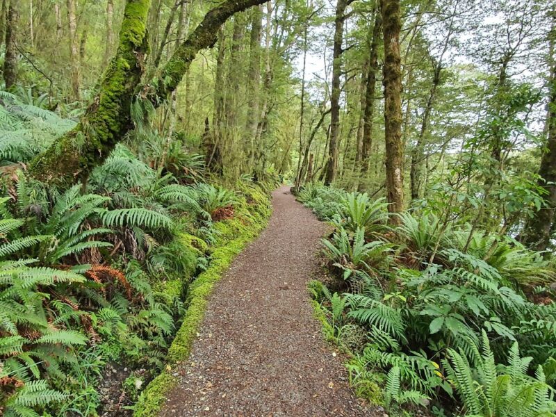 Milford Sound Walkw in Fiordland National Park by Freewalks.nz
