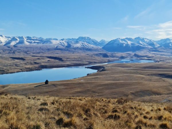 Mt John Summit Circle Track walk in Lake Tekapo | Freewalks.nz