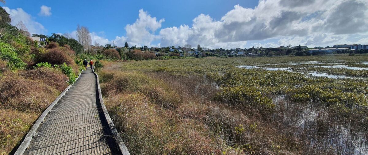 Herald Island Path on the North Shore in Auckland by Freewalks.nz