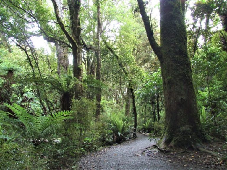 Tuahu Track Walk to the Summit of the Kaimai Ranges, by Freewalks.nz