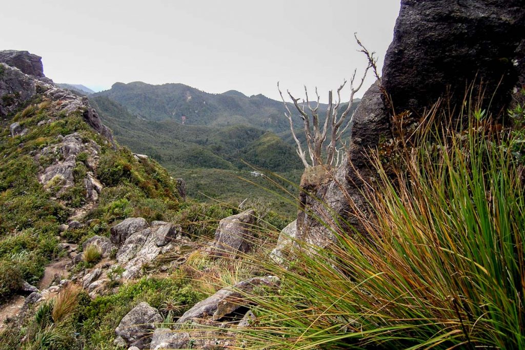 Pinnacles Walk near Thames in Coromandel by Freewalks.nz
