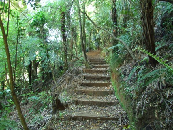 Tuahu Track Walk to the Summit of the Kaimai Ranges, by Freewalks.nz
