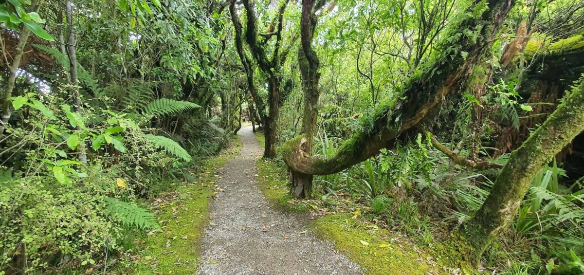 Mananui Bush Walk to the Beach | Hokitika Walks | Freewalks.nz