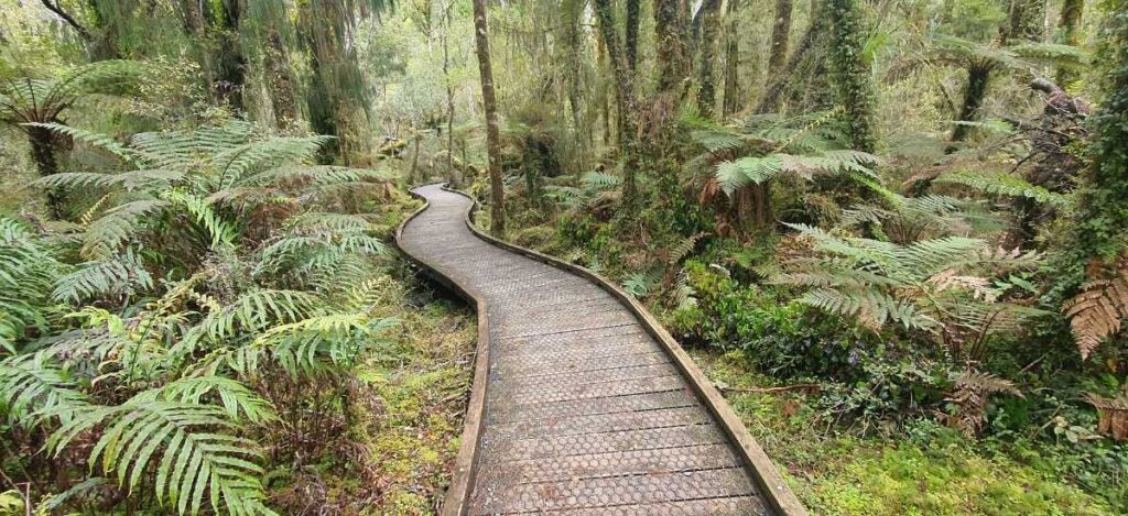 Kahikatea Swamp Forest Walk at Ship Creek | Freewalks.nz