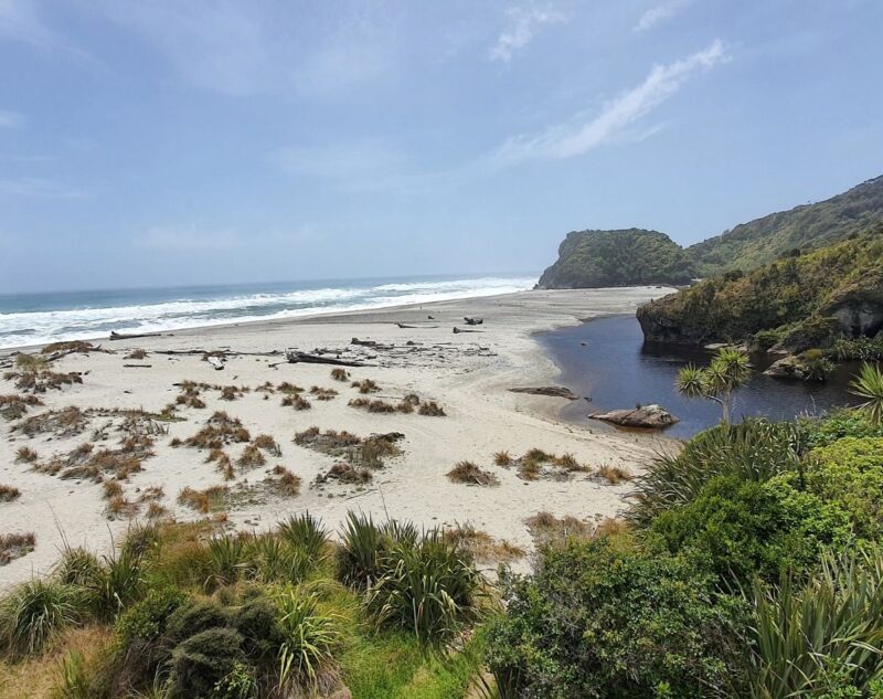 Kahikatea Swamp Forest Walk at Ship Creek | Freewalks.nz