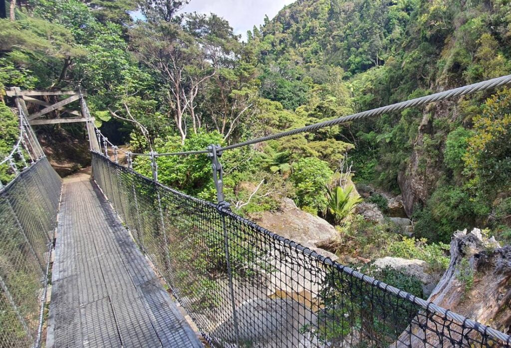 Mt Hobson Summit Loop Track on Great Barrier Island | Freewalks.nz