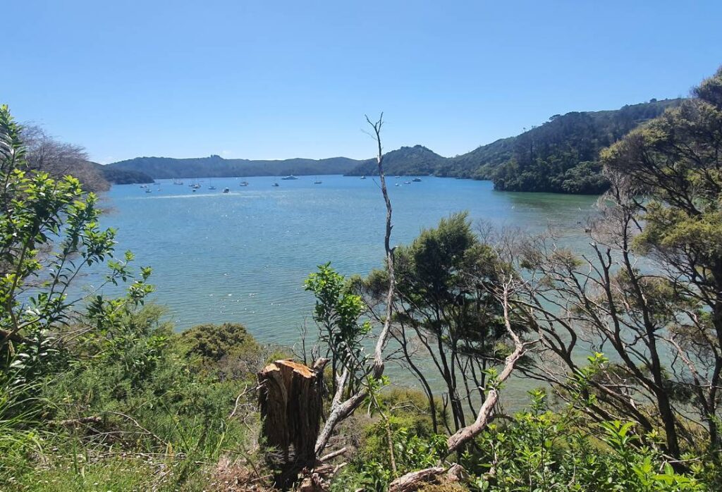 Mt Hobson Summit Loop Track on Great Barrier Island | Freewalks.nz
