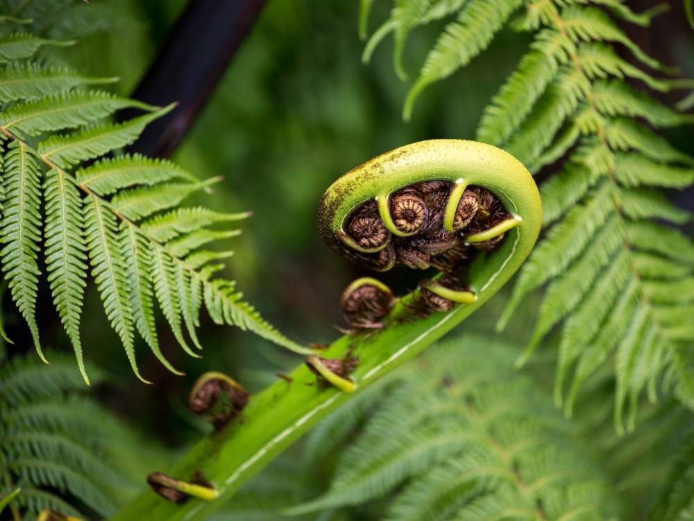 About us at Freewalks New Zealand