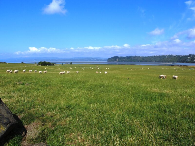 Ambury Park Farm Walk - Freewalks.nz
