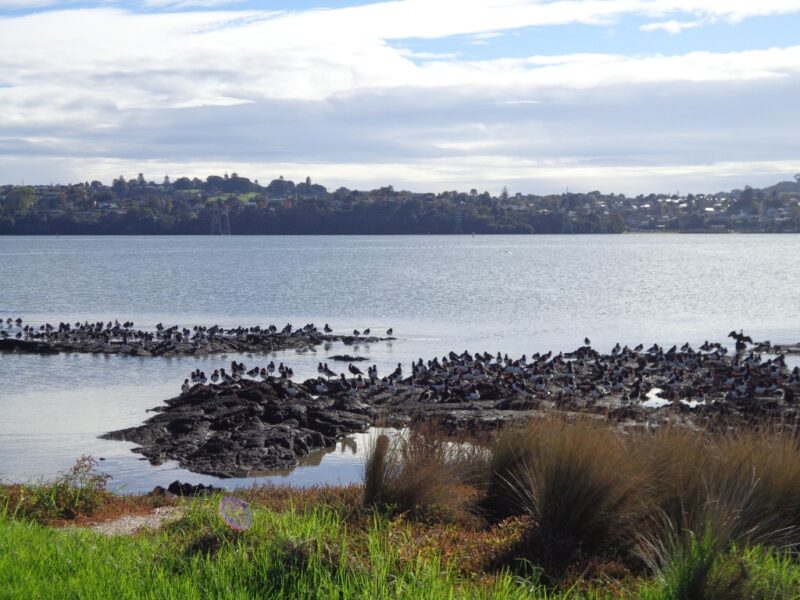 Mangere Bridge Loop Walk - Freewalks.nz