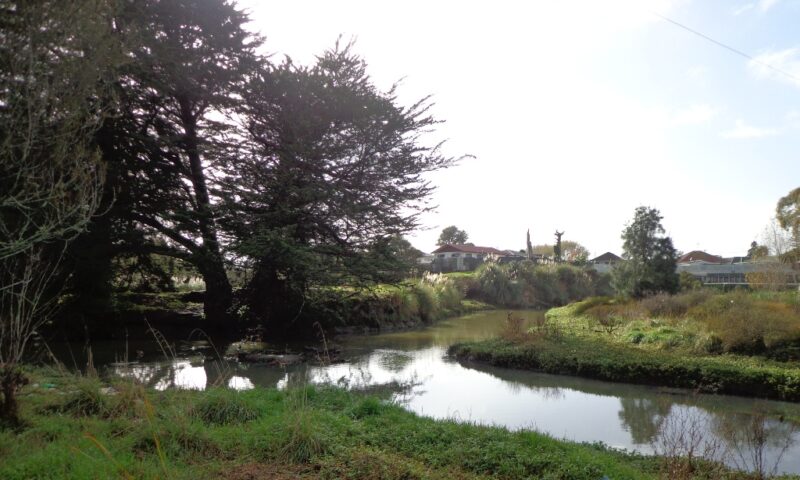 Puhinui Stream Forrest Walk - Freewalks.nz