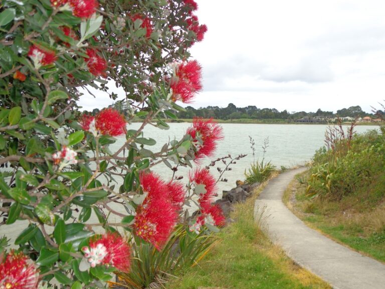 Manurewa Walks in South Auckland, walked by Freewalks.nz