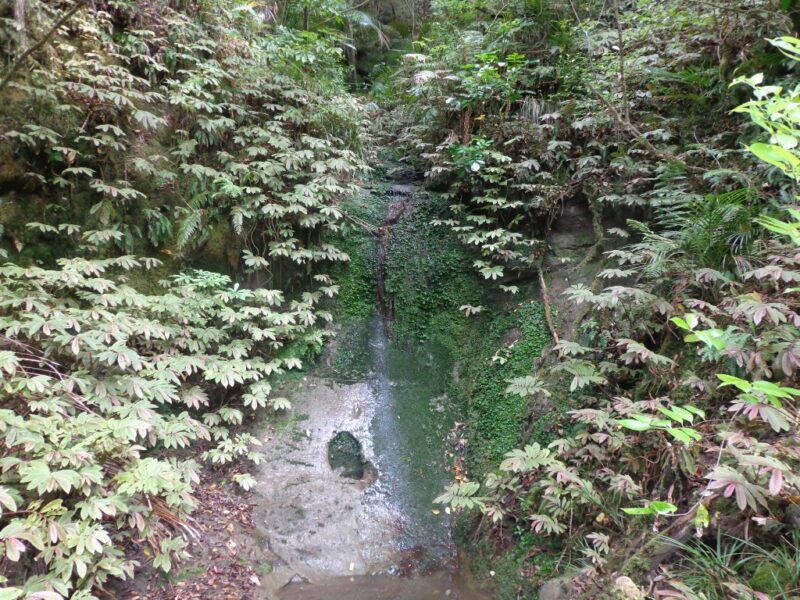 The best walking & hiking tracks in Titirangi | North Island