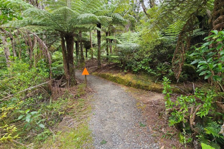 Warren's Waterfall Track - Freewalks.nz