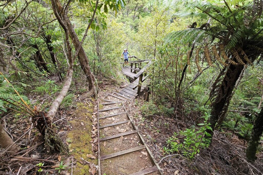 Warren's Waterfall Track - Freewalks.nz