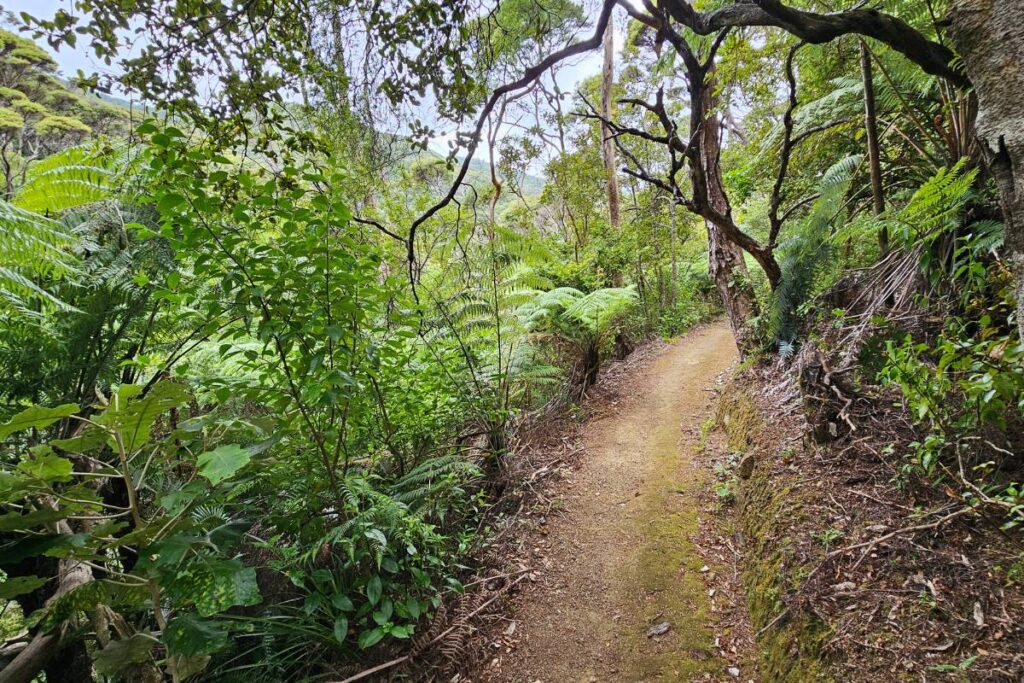 Warren's Waterfall Track - Freewalks.nz