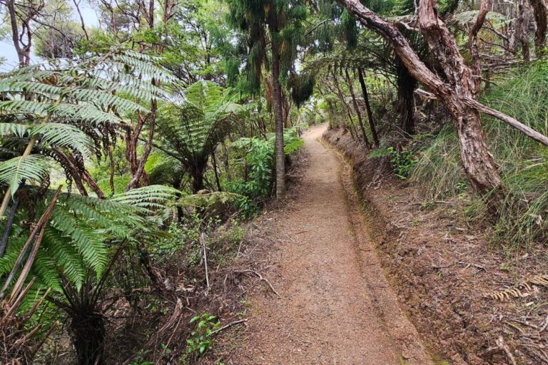 Warren's Waterfall Track - Freewalks.nz