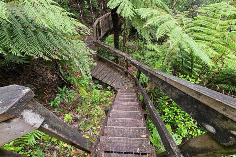 Warren's Waterfall Track - Freewalks.nz