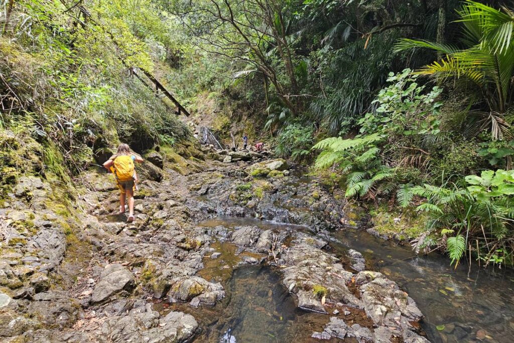 Warren's Waterfall Track - Freewalks.nz