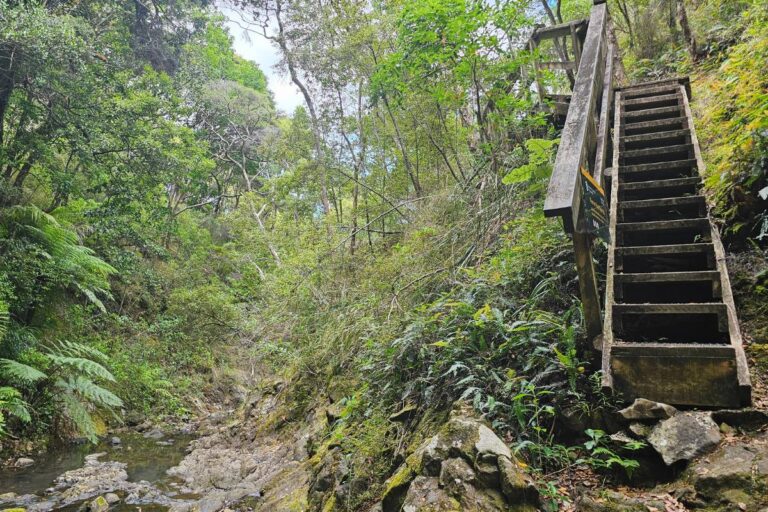 Warren's Waterfall Track - Freewalks.nz