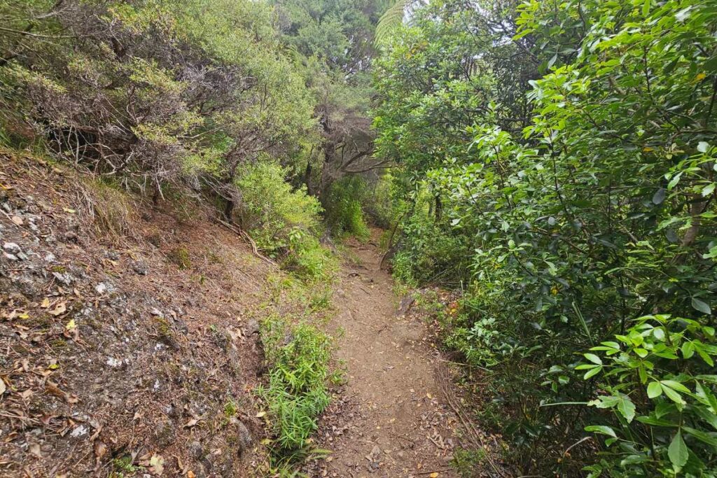 Duke's Nose Track - Freewalks.nz