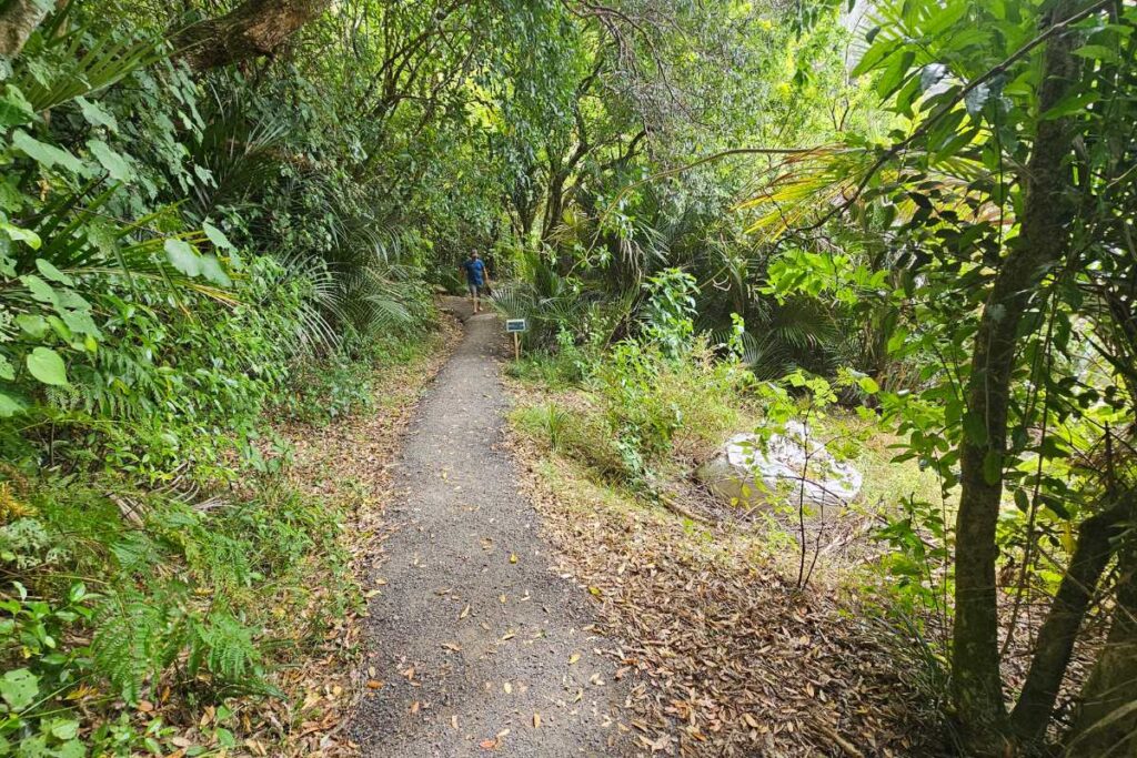 Duke's Nose Track - Freewalks.nz