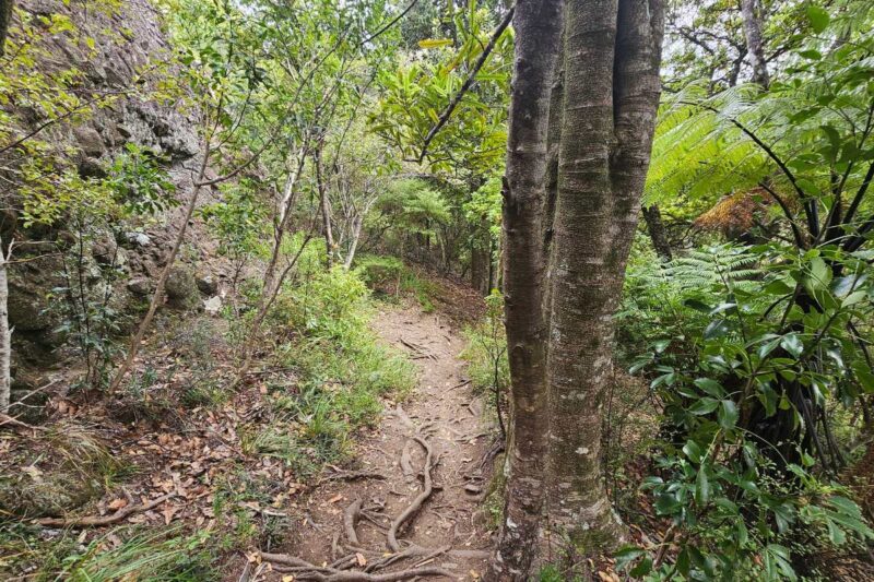 Duke's Nose Track - Freewalks.nz