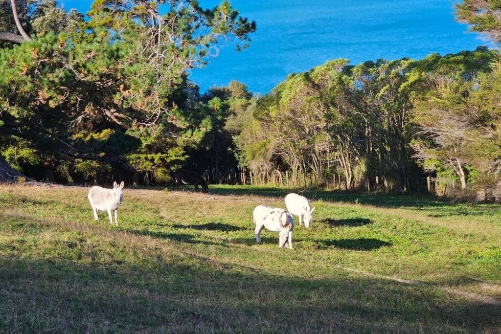 Highfield Garden Reserve Donkey Park and Algies Bay Loop Walk ...