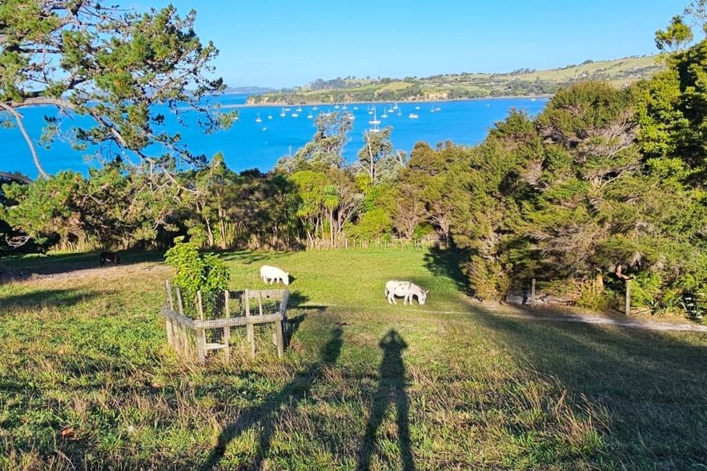 Highfield Garden Reserve Donkey Park and Algies Bay Loop Walk ...