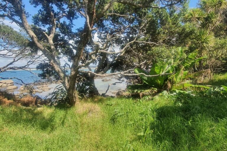 Ti Point Walk - Freewalks.nz