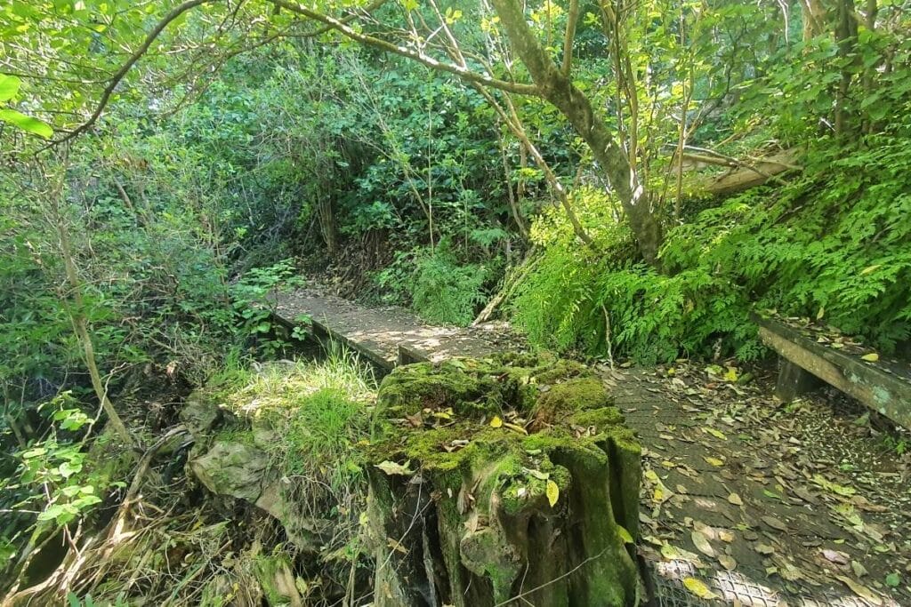 Ti Point Walk - Freewalks.nz