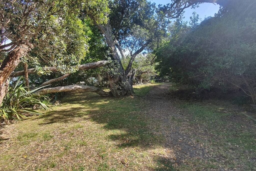 Ti Point Walk - Freewalks.nz